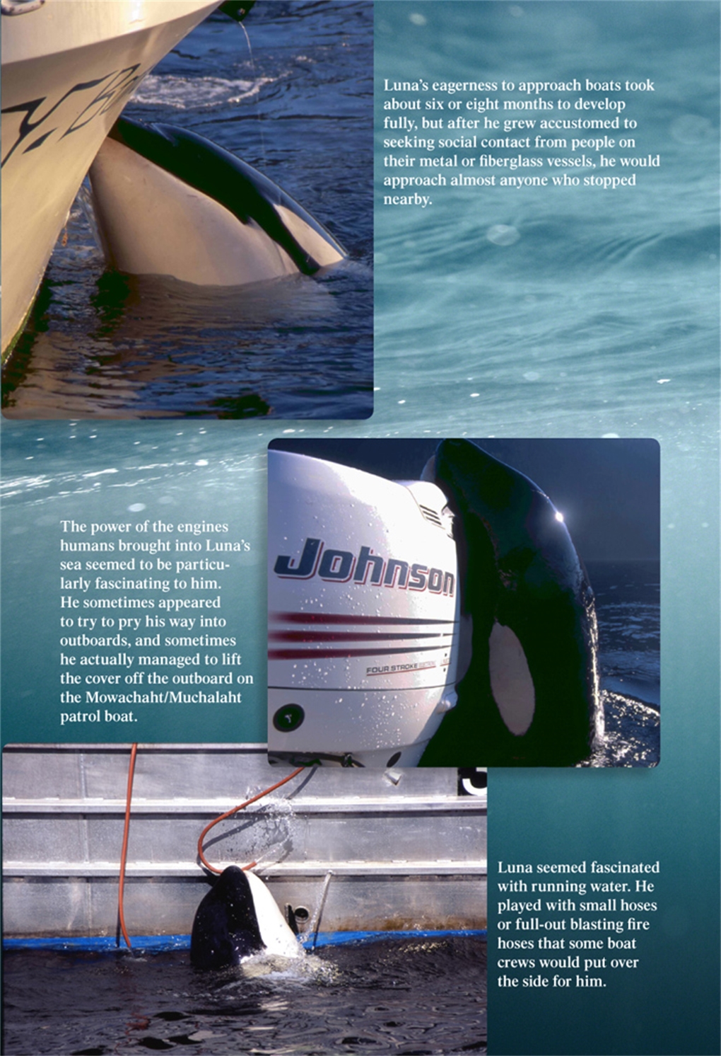 The Lost Whale
