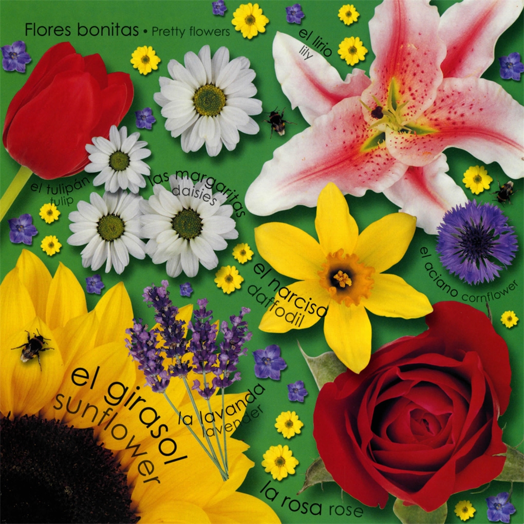 My Little Word Book / Mi libro pequeño de palabras