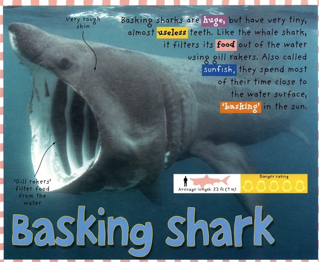 Sharks (Smart Kids)