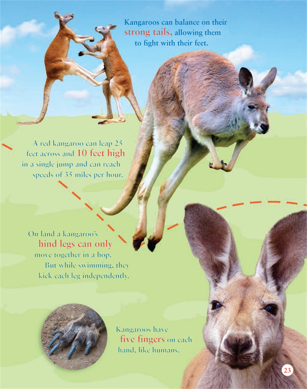 Weird Wild Animal Facts Weird Wild Animal Facts