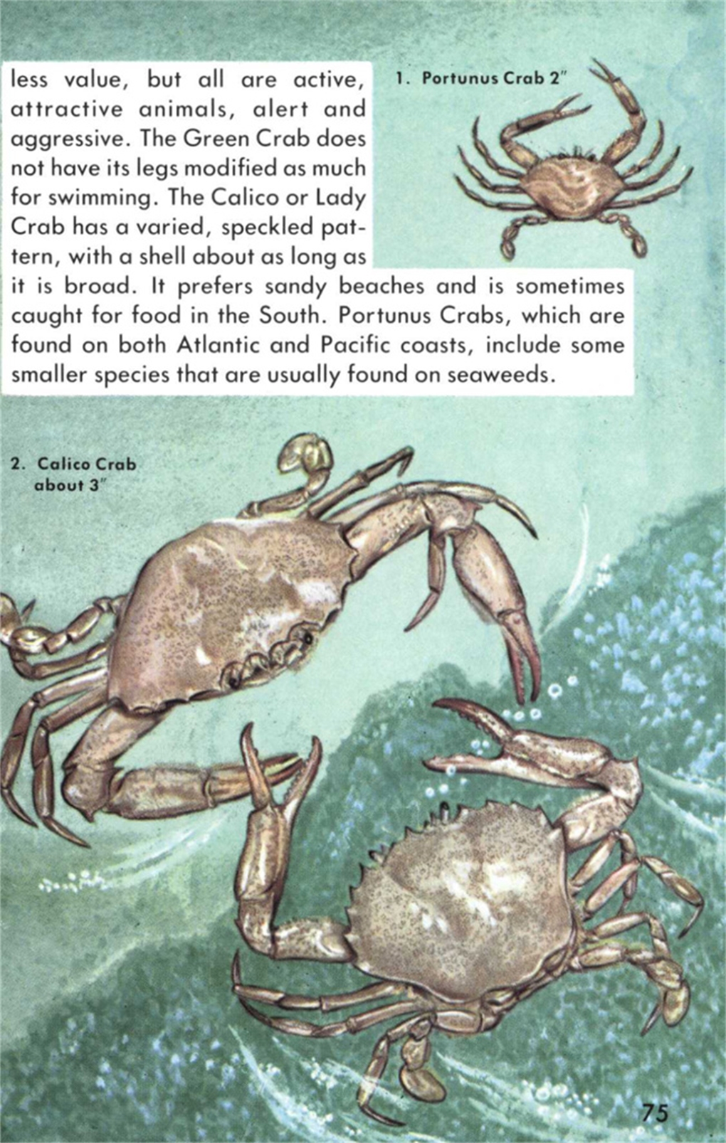Seashore Life