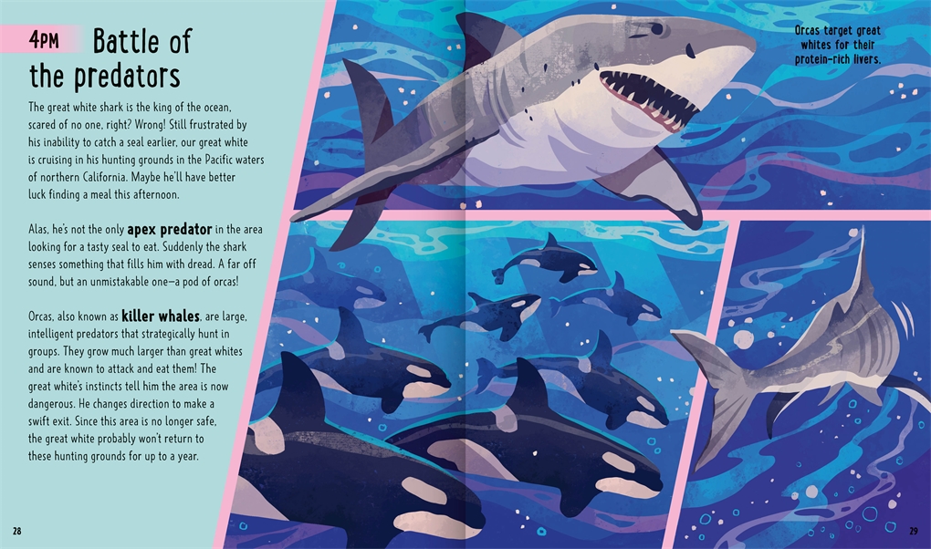 Sharks (A Day in the Life)
