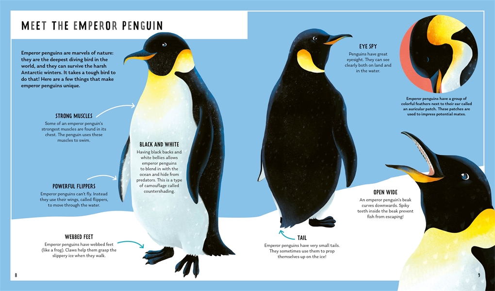 Emperor Penguin (Young Zoologist)