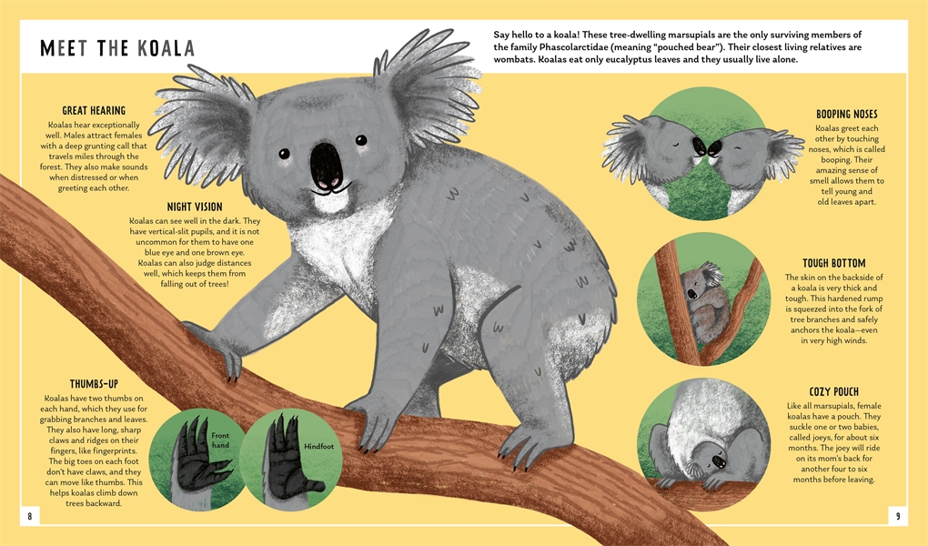 Koala (Young Zoologist)