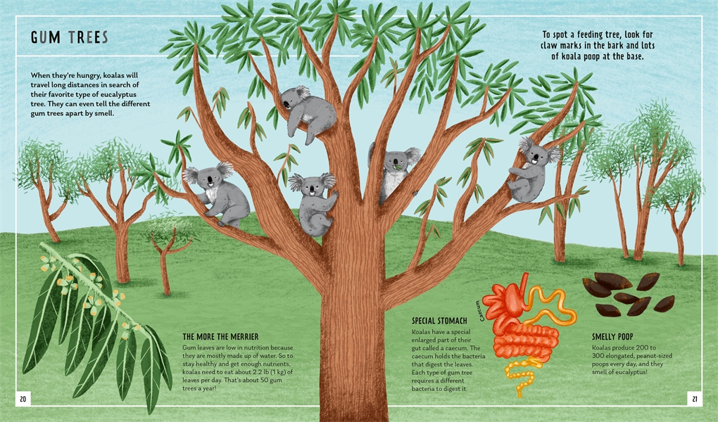 Koala (Young Zoologist)