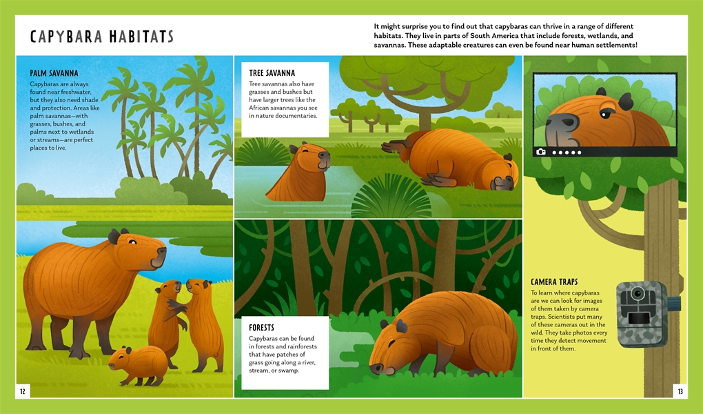 Capybara (Young Zoologist)