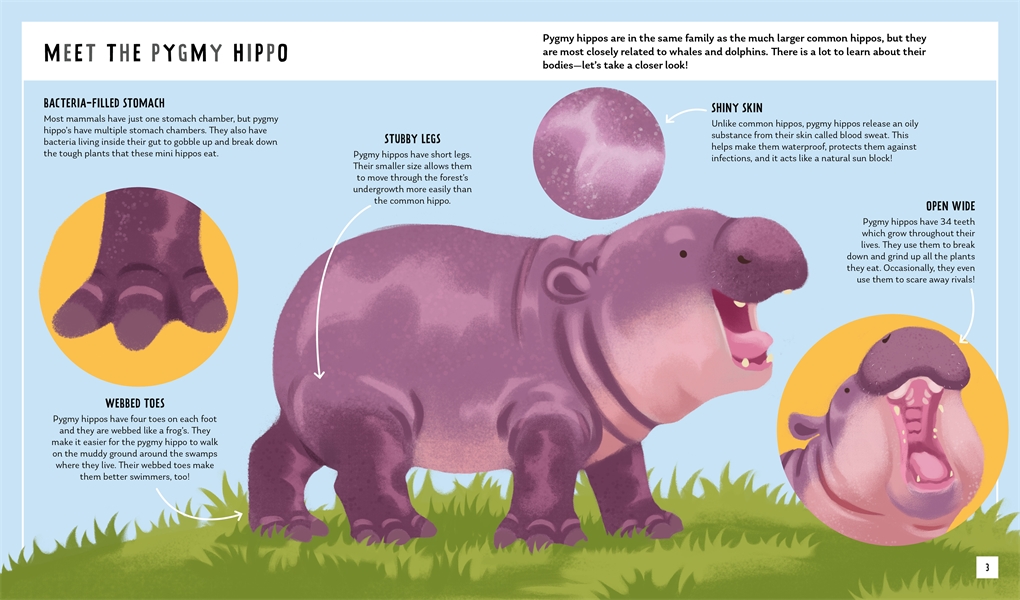 Pygmy Hippo (Young Zoologist)