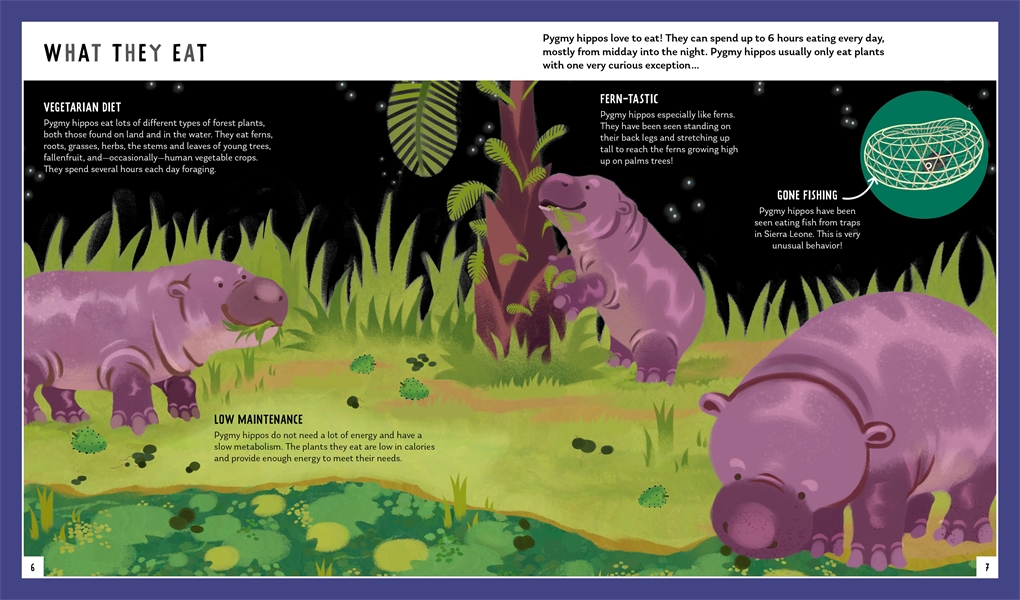 Pygmy Hippo (Young Zoologist)